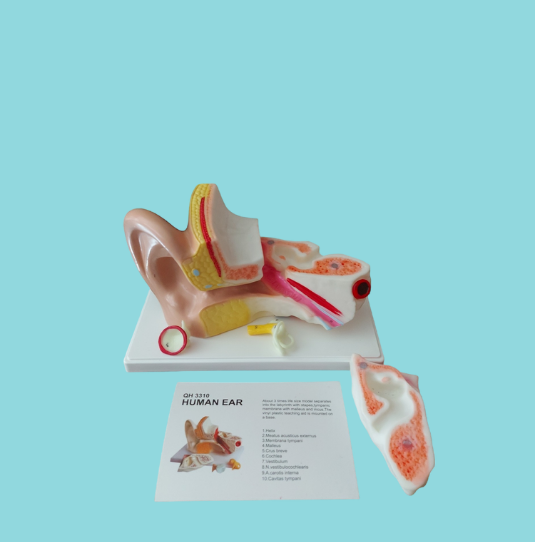 Kulak Modeli – HerpaToys